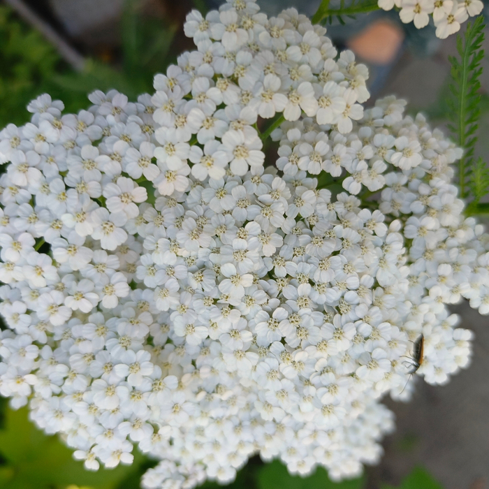 IMG_20250705_173922_414 (700x700, 532Kb)
