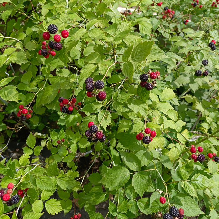 IMG_20250625_105126_571 (700x700, 793Kb)